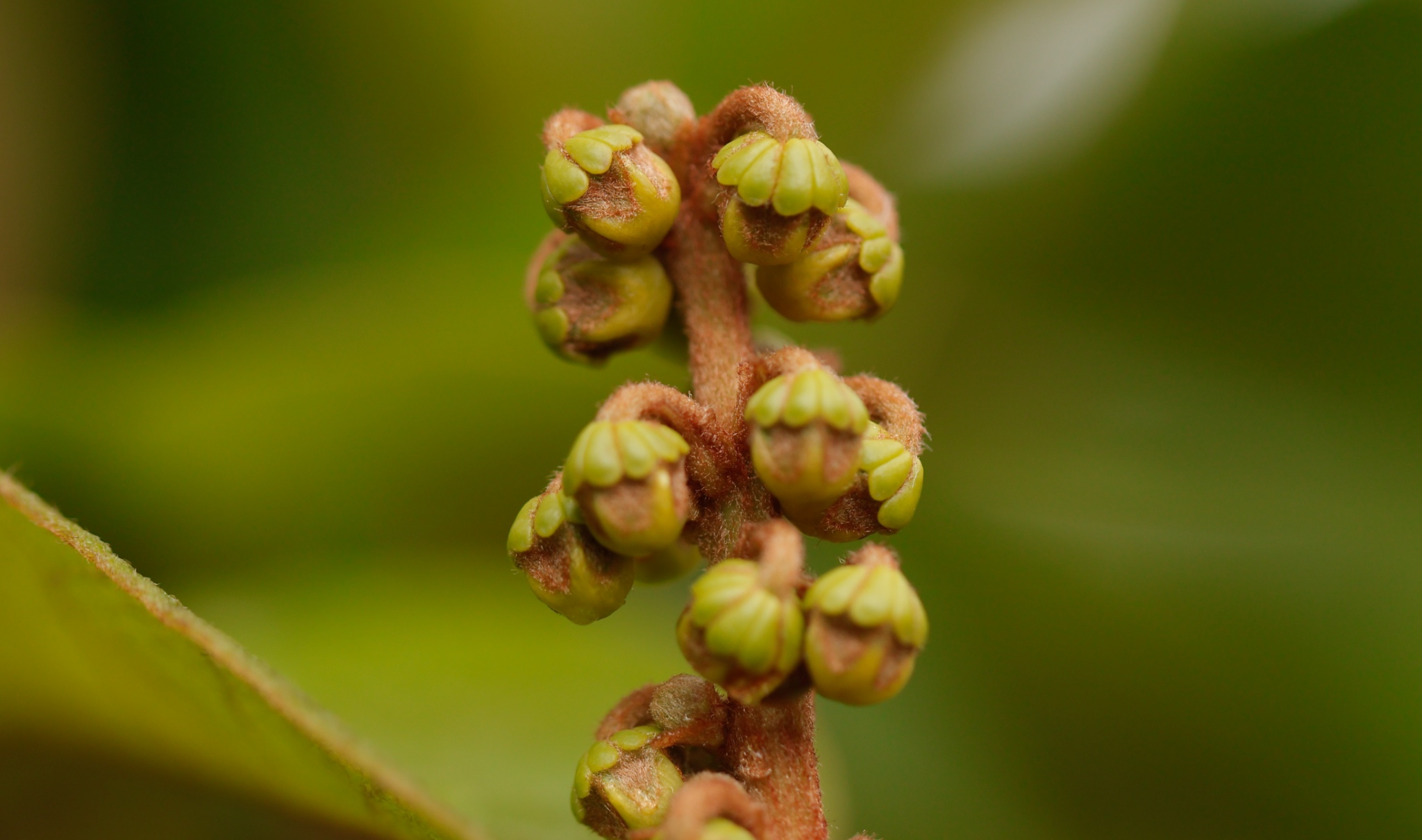Pacific Fruit – Productores de Nanche (Byrsonima crassifolia) en ...